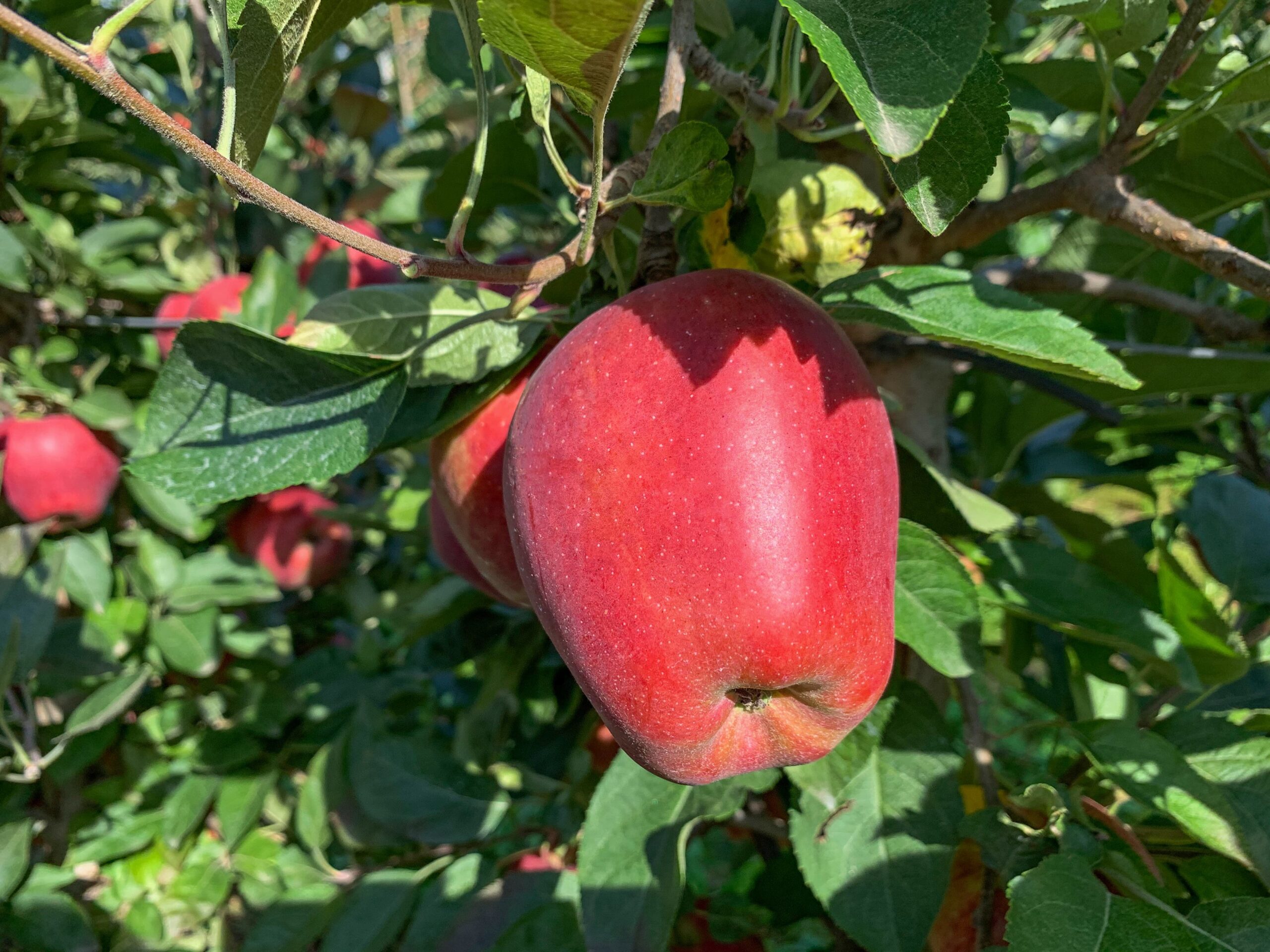 Red Delicious – King Roat | Nicolai