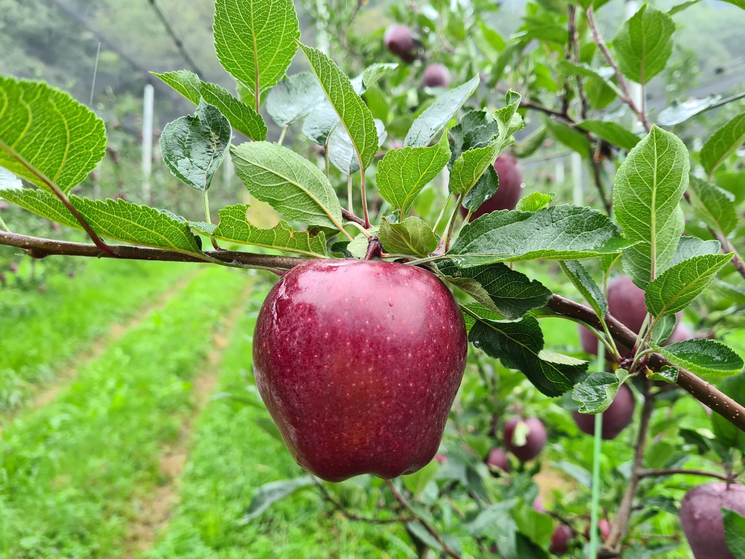 Red Delicious – King Roat EN | Nicolai